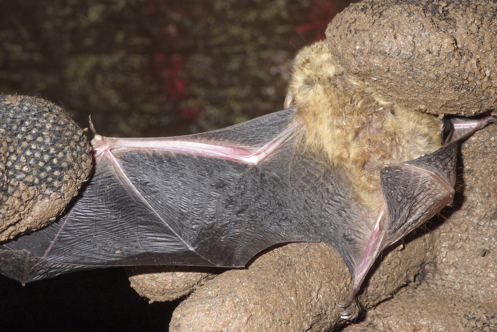 Tricolored Bat (Perimyotis subflavus) - Know Your Mammals