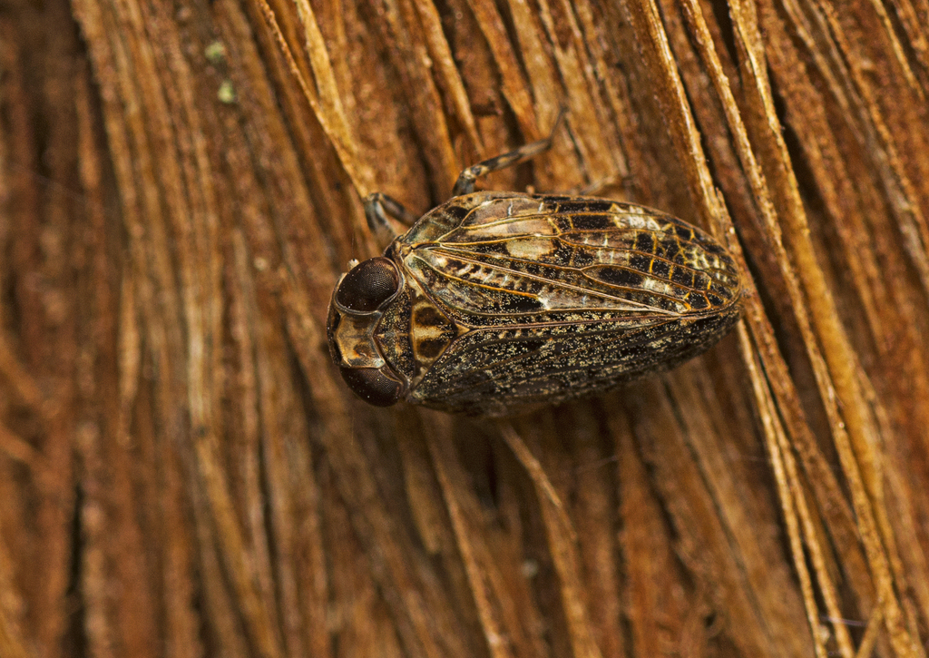 Issid Planthoppers from 78 Mapleton Falls Rd, Mapleton QLD 4560 ...