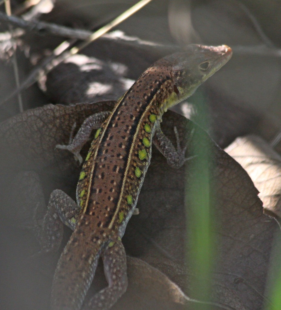 Spotted Sand Lizard from Nylsvlei NR on December 25, 2021 at 12:00 AM ...