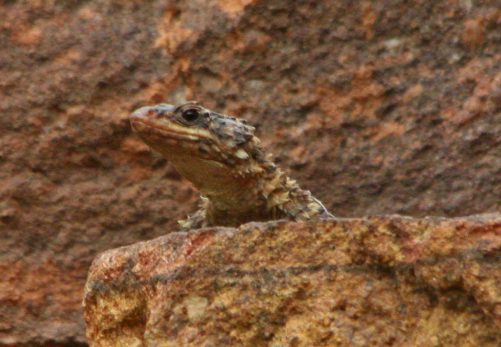 Waterberg Girdled Lizard from R510 near Lephalale on December 27, 2021 ...