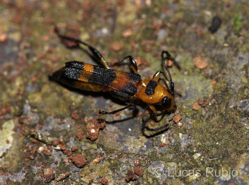 Genus Stultutragus · iNaturalist