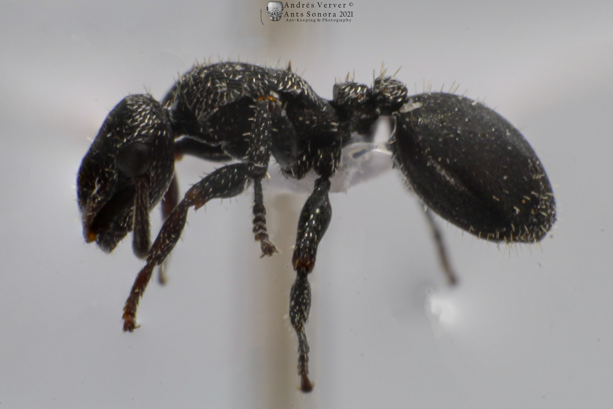 Cephalotes rohweri (Wheeler, 1916)
