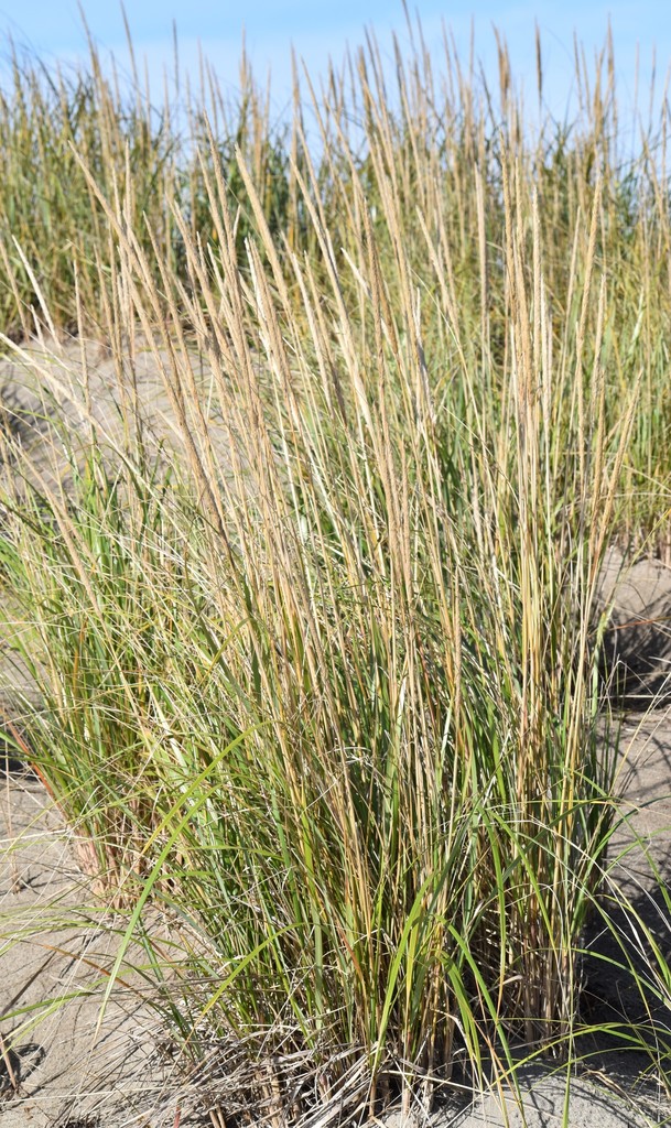 American marram grass from Kouchibouguac NP, NB, Canada on September 16 ...