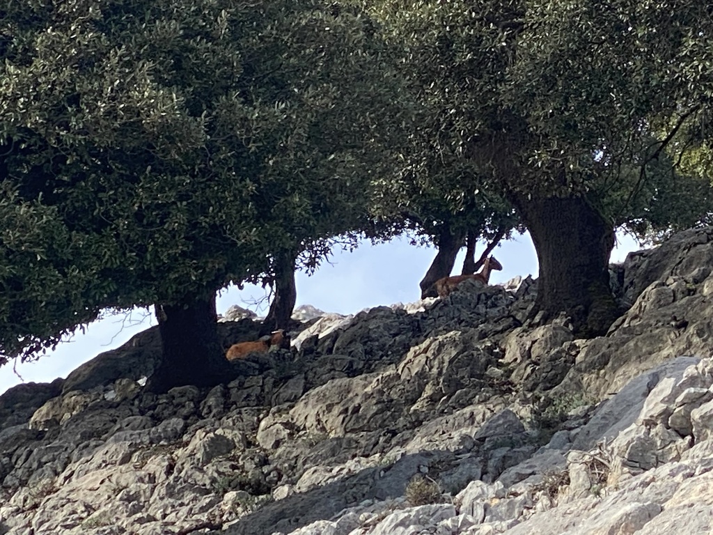Domestic Goat from Paraje natural de la Serra de Tramuntana, Escorca ...