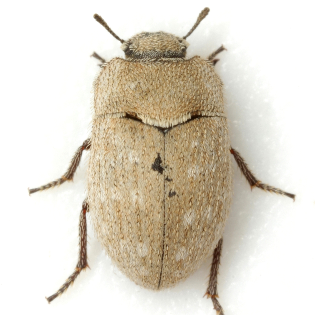 Ammodonus fossor (Darkling Beetles of the United States) · iNaturalist