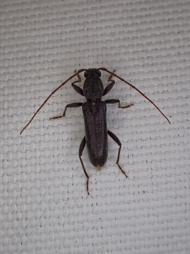 Round-necked Longhorn Beetles in December 2021 by Mark Hura · iNaturalist