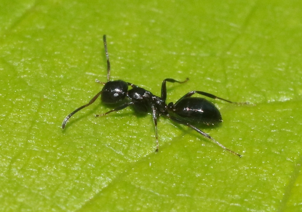 Mississippi Gate-keeper Ant (Ants of Virginia) · iNaturalist