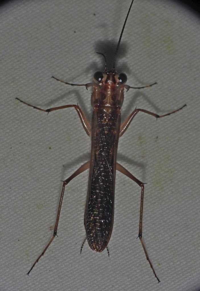 Mantoida nitida (Mantises of North America) · iNaturalist