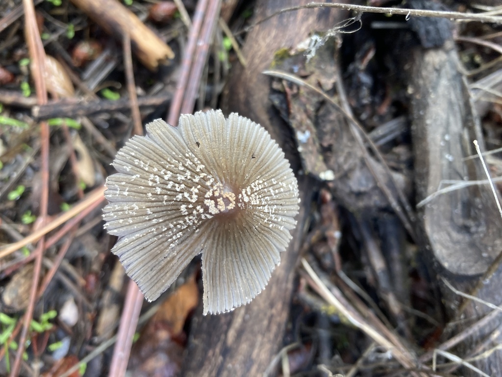 Psathyrellaceae from Hain Wilderness, Paicines, CA, US on December 31 ...