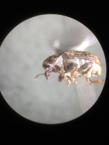 Ormiscus walshii · iNaturalist