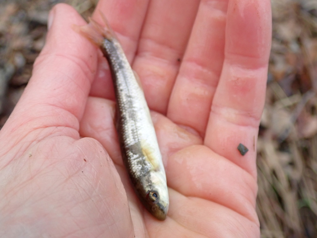 Central Stoneroller from Erie County, PA, USA on December 31, 2021 at ...