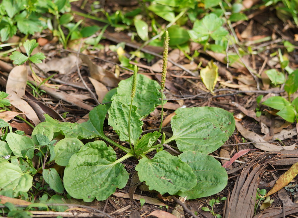 greater plantain from Monbulk VIC 3793, Australia on December 27, 2021 ...