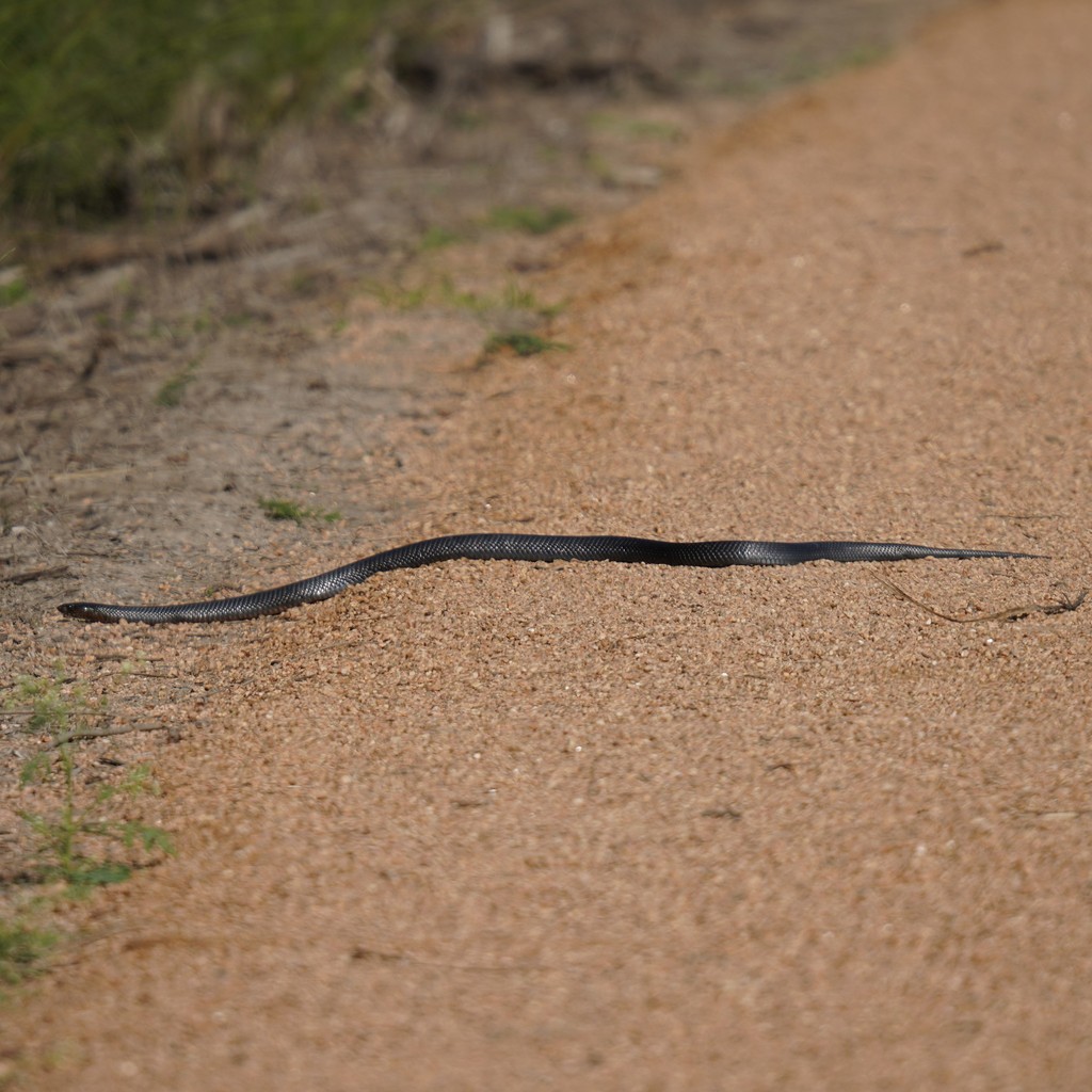 Central American Indigo Snake in December 2021 by Isaac Lord · iNaturalist