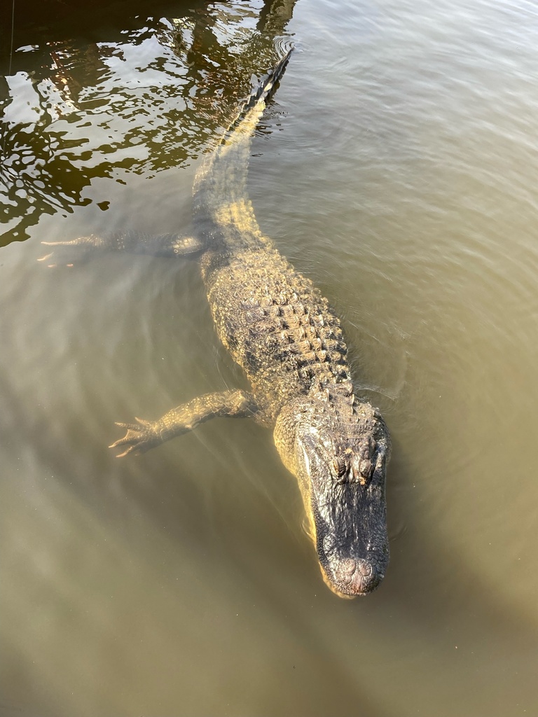 American Alligator from E Scandinavian Ct, Brazos Bend, TX, US on July ...