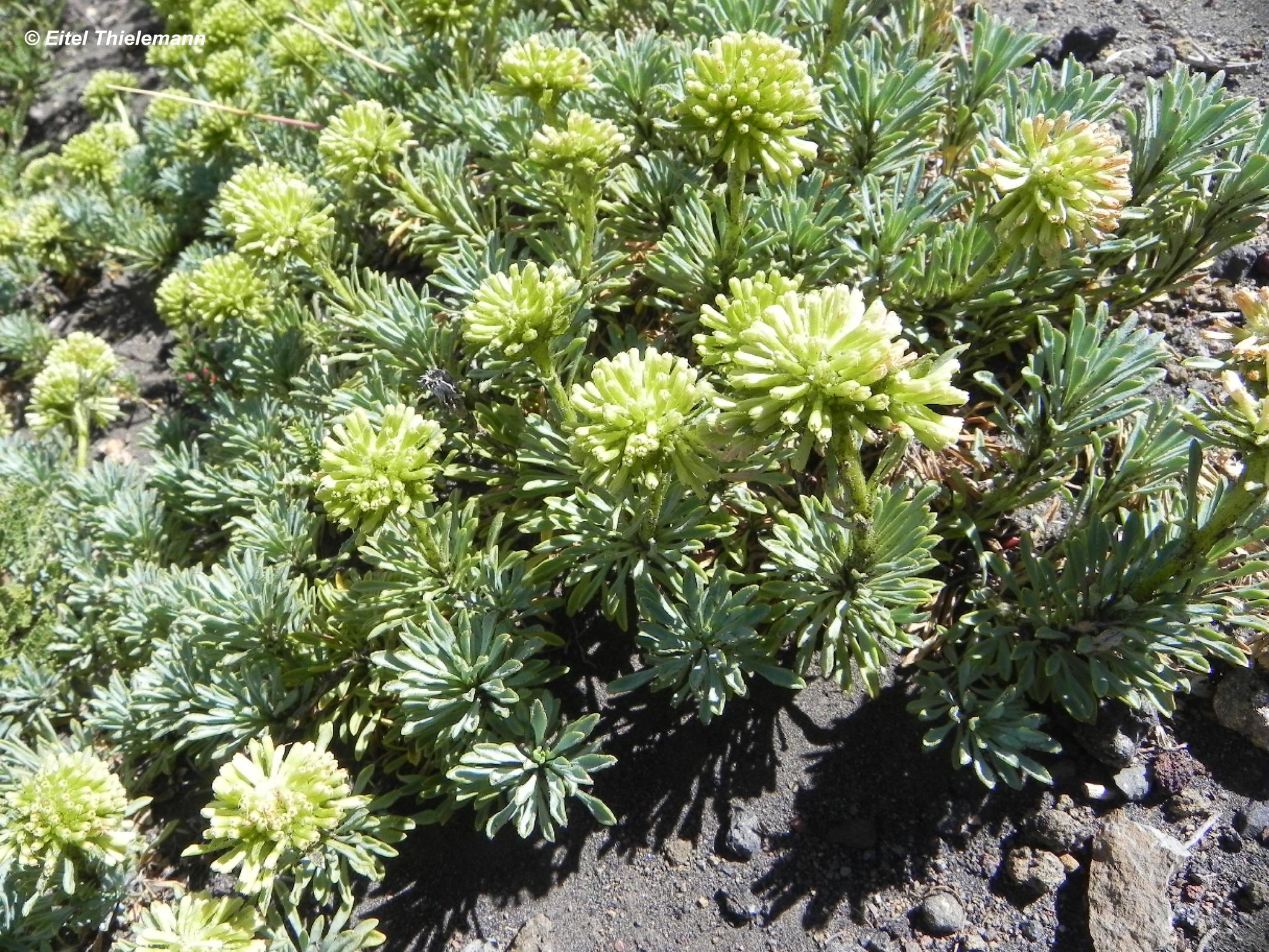 Gamocarpha alpina (Poepp. ex Less.) H.V.Hansen