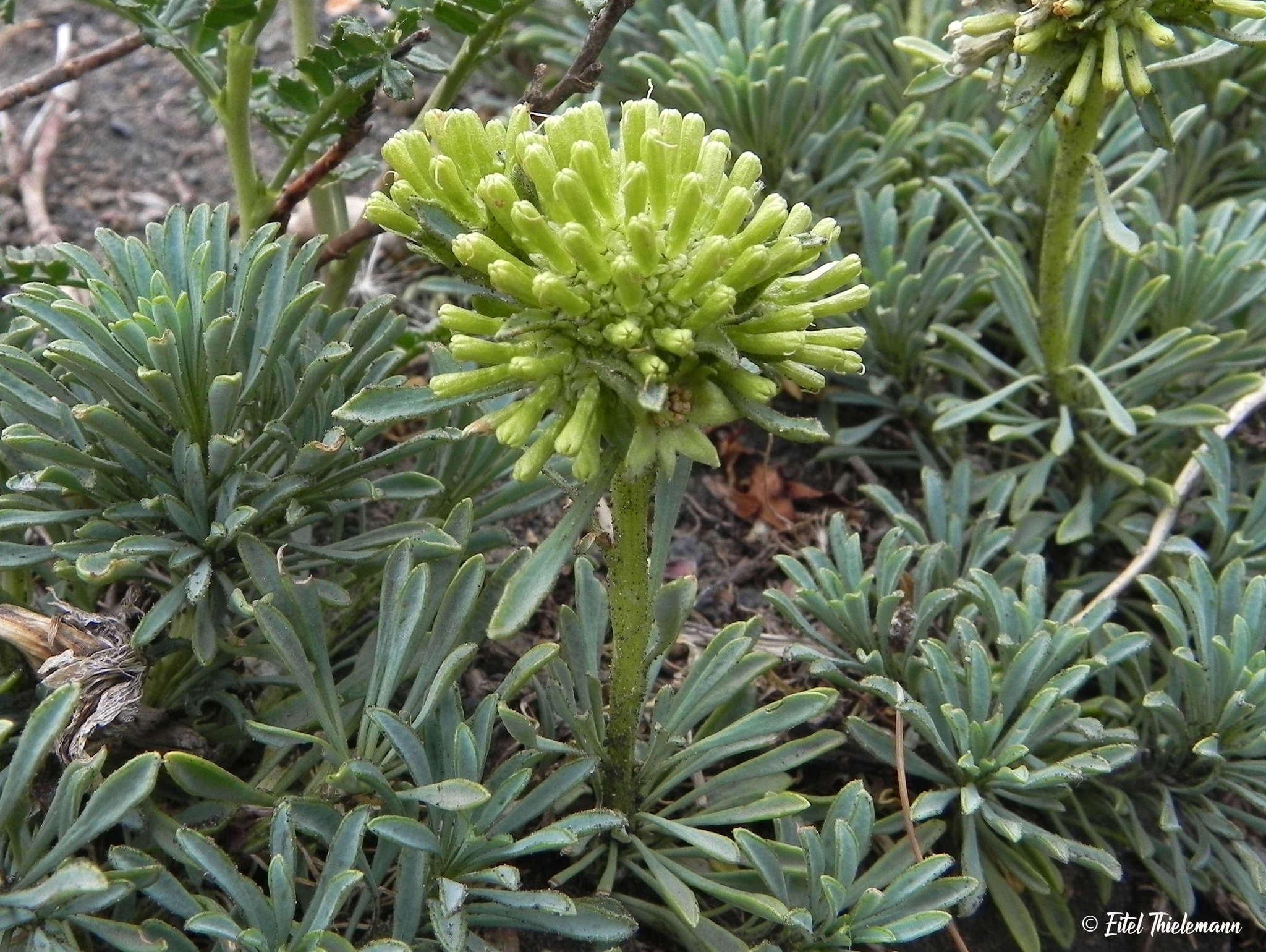 Gamocarpha alpina (Poepp. ex Less.) H.V.Hansen