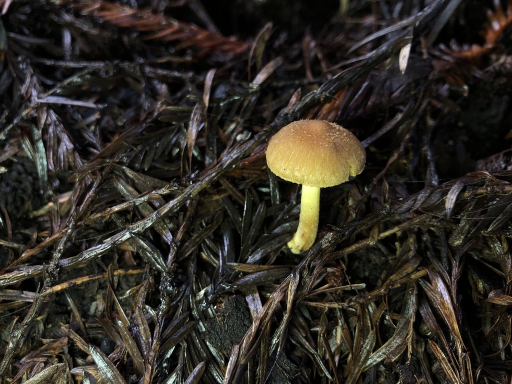 Inocybe citrifolia from Mendocino Headlands, Mendocino Headlands State ...