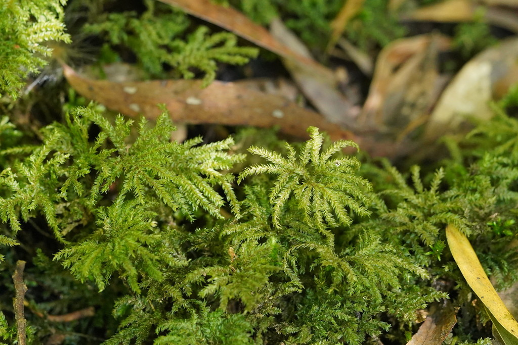Hypnodendron vitiense from Badger Weir, Healesville VIC AU on December ...