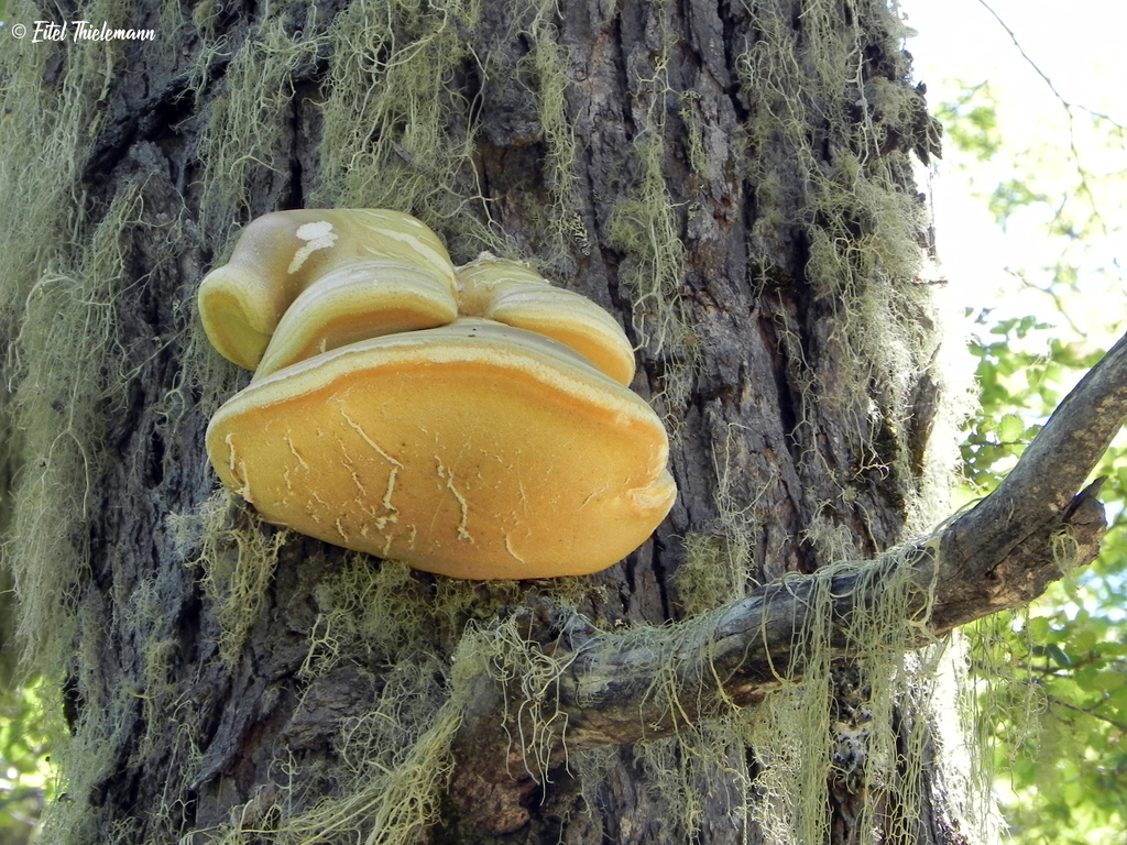 white punk from Los Lleuques, Pinto, Ñuble, Chile on April 06, 2019 at ...