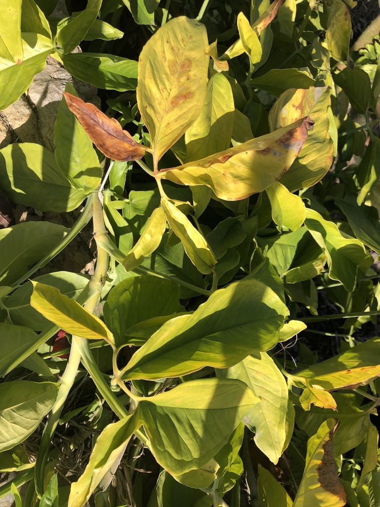 Arrow-head Vines from Longyang, Baoshan, Yunnan, CN on January 1, 2022 ...