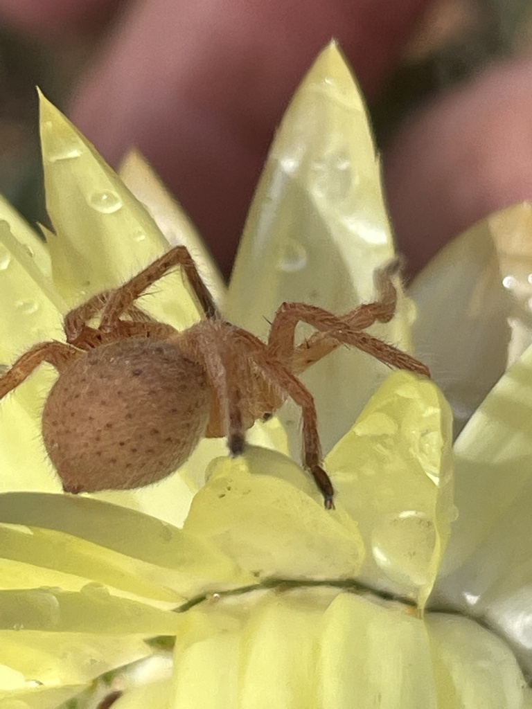 Badge Huntsman Spider from Kookaburra Bush Cct, Frankston South, VIC ...