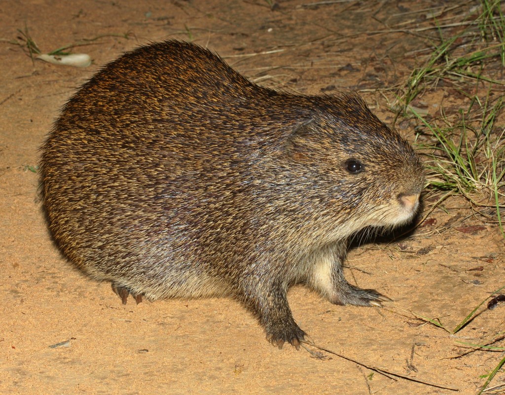 Greater Cane Rat from Kokomori Nature Reserve on December 29, 2021 at ...