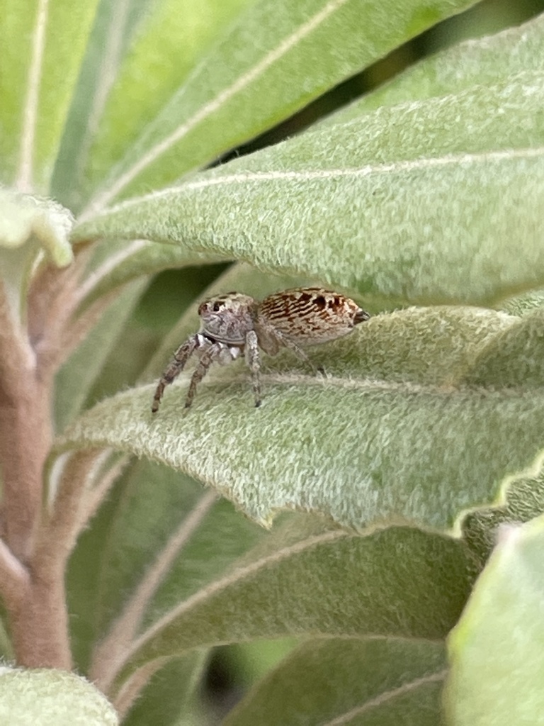 Garden Jumping Spiders in January 2022 by suecee. On Banksia tree ...