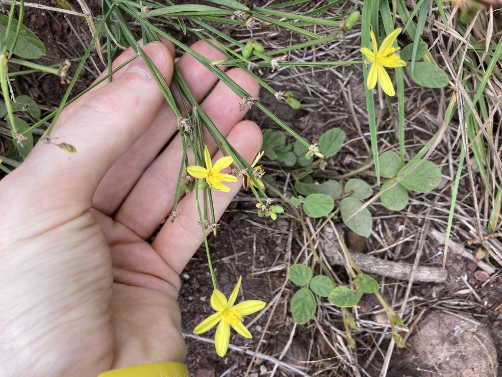 yellow rush-lily from Kattang, Port Macquarie-Hastings - Pt B, New ...