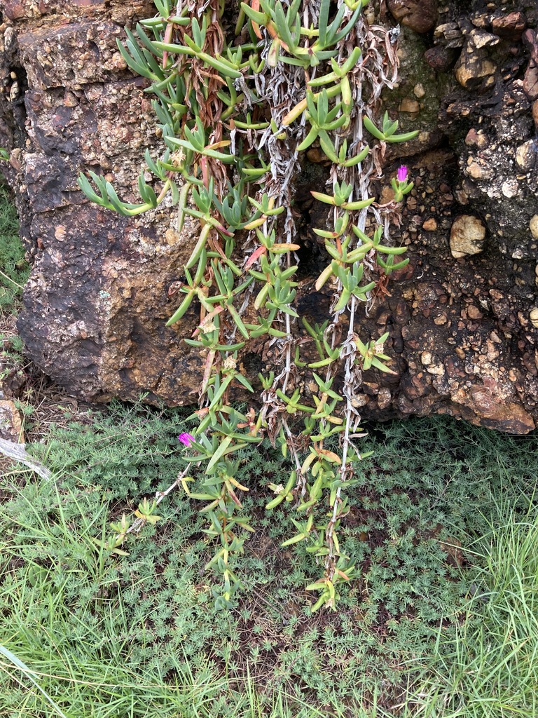 Angular Sea-fig from Kattang, Port Macquarie-Hastings - Pt B, New South ...