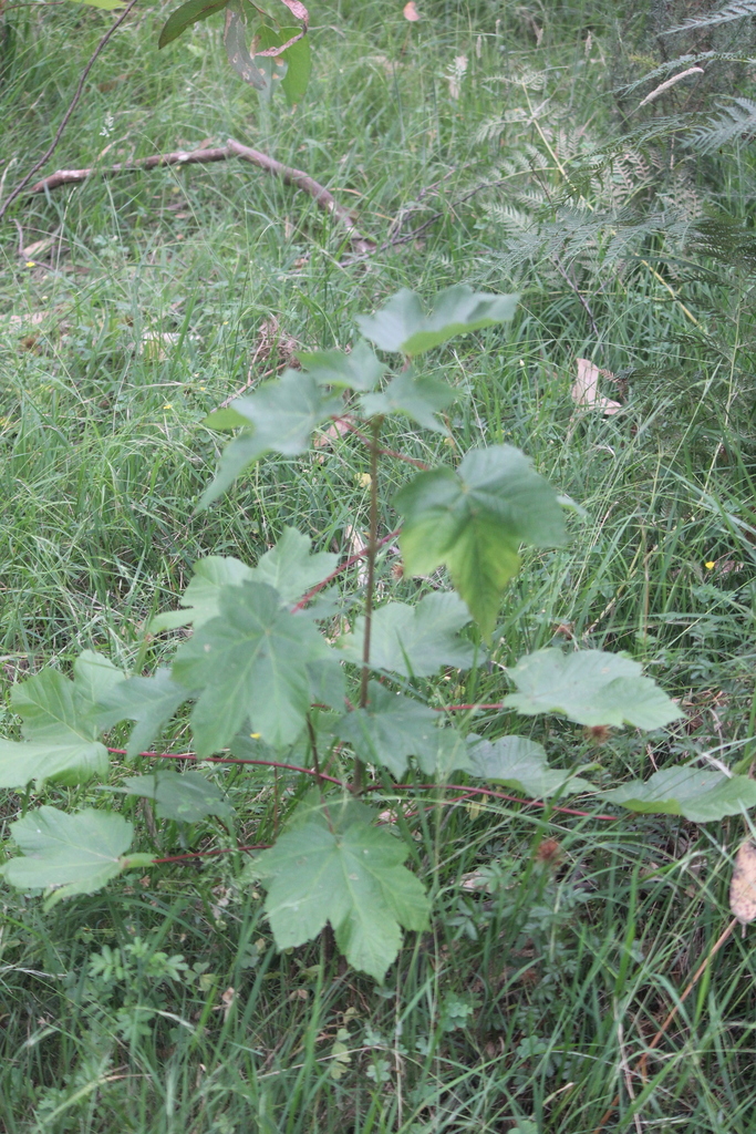 sycamore maple from Adelaide Hills --Central, South Australia ...