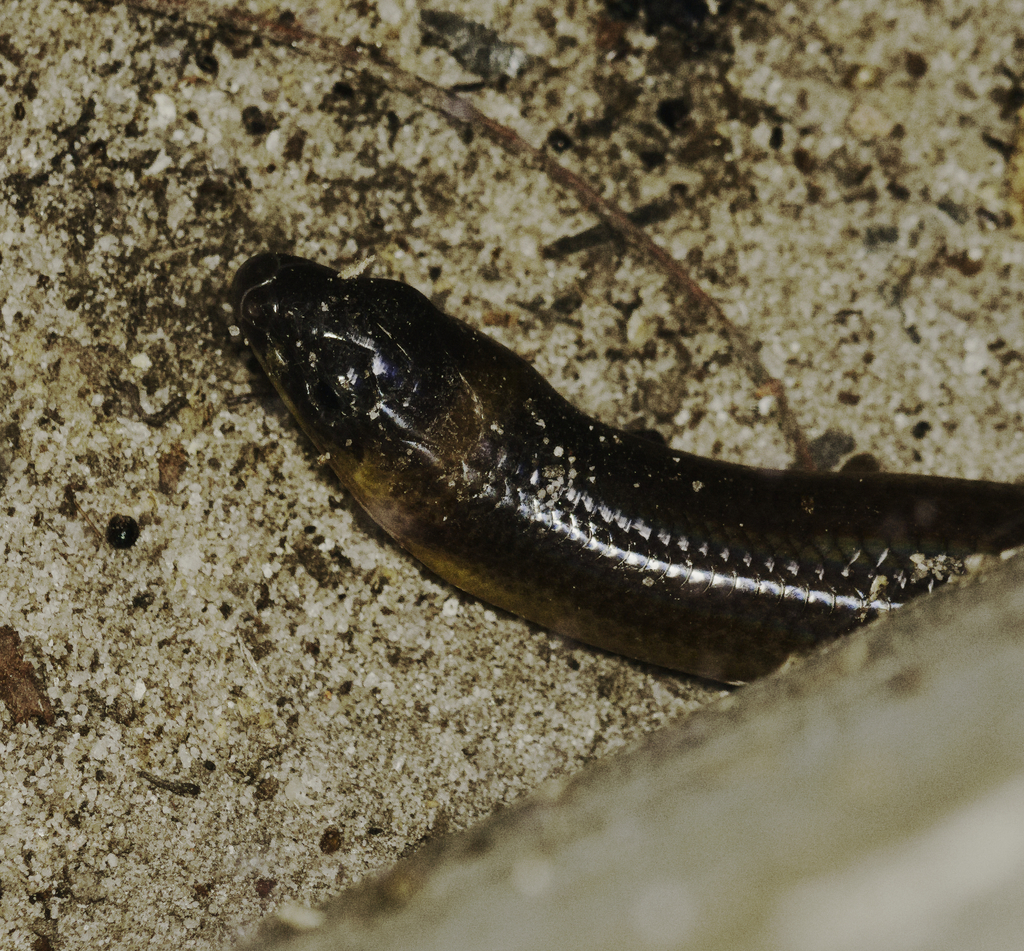 Three-clawed Worm-skink from Redcliffe QLD 4020, Australia on July 15 ...