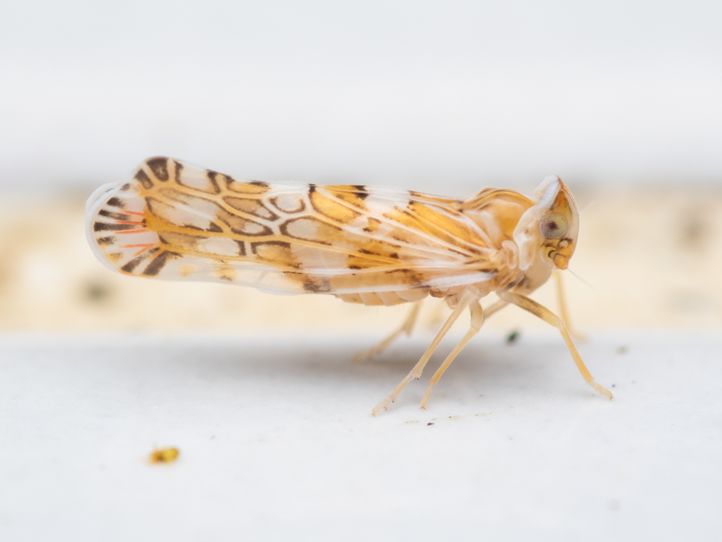 Kamendaka from Ma On Shan, Hong Kong on July 31, 2021 at 12:01 AM by ...