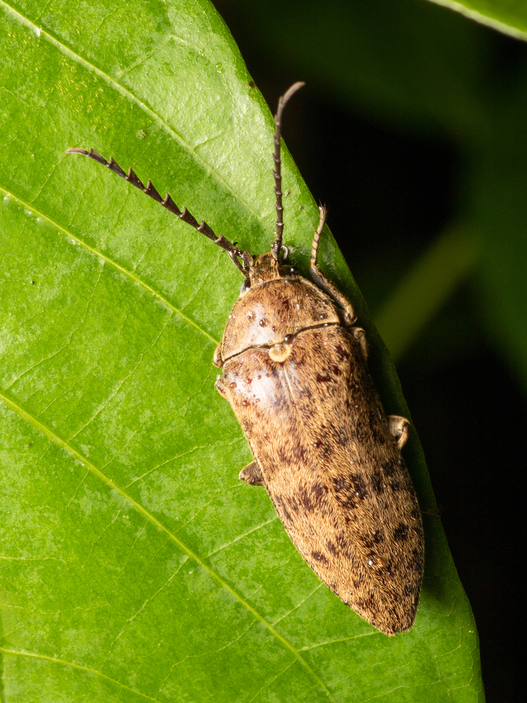 Eulichas from Sha Tin, Hong Kong on July 31, 2021 at 01:43 AM by Colin ...