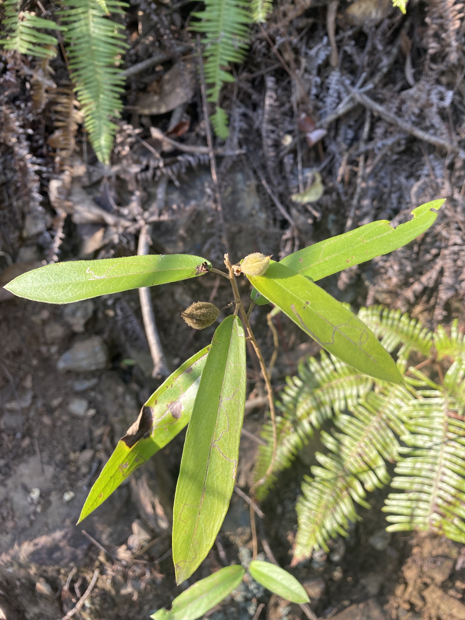Helicteres angustifolia L.