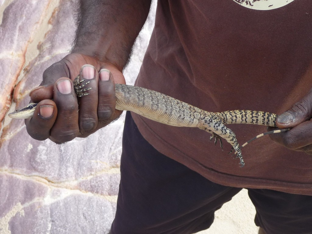 Kimberley Rock Monitor from Champagny Island, Kimberley, WA, Australia ...