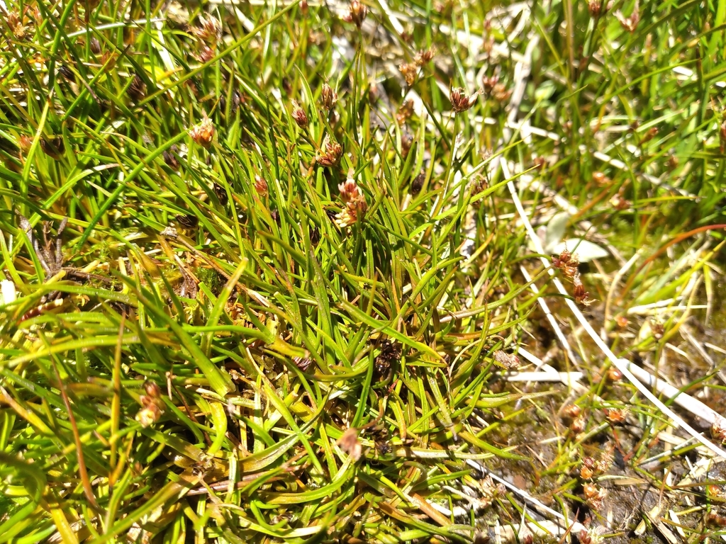 Juncus antarcticus from Hastings 4171, New Zealand on January 01, 2022 ...