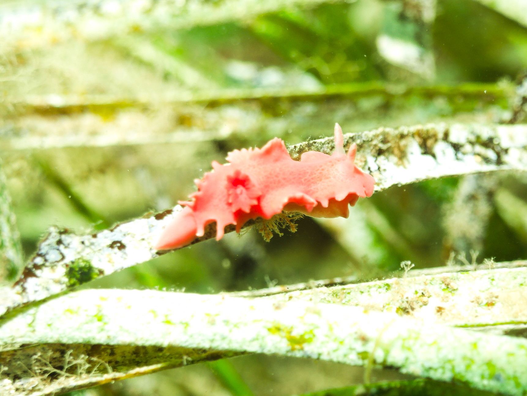 Verconia verconis (Basedow & Hedley, 1905)