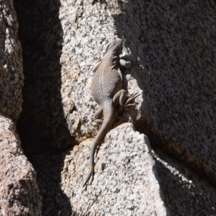 Common Chuckwalla from Palm Springs, CA, USA on May 4, 2018 at 05:01 PM ...