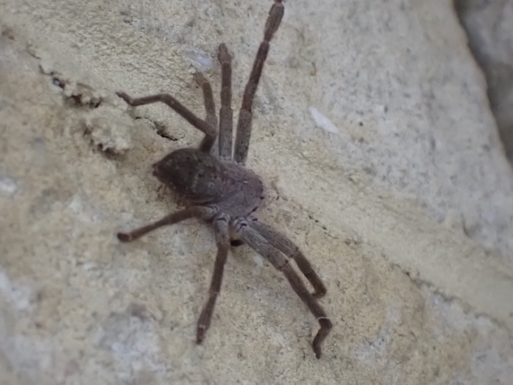 Victorian Huntsman Spider from Melbourne VIC, Australia on January 01 ...