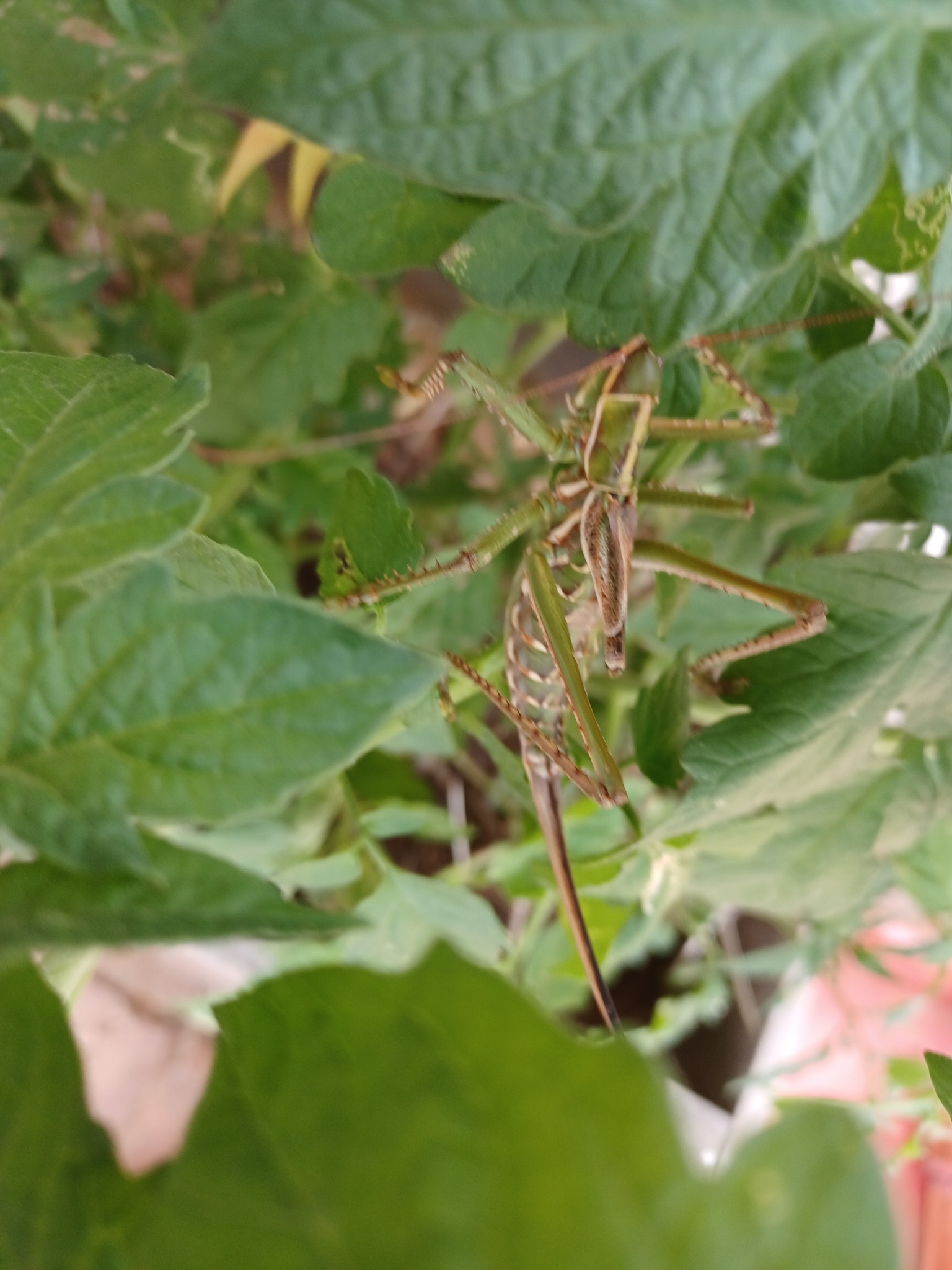 Clonia melanoptera (Linnaeus, 1758)