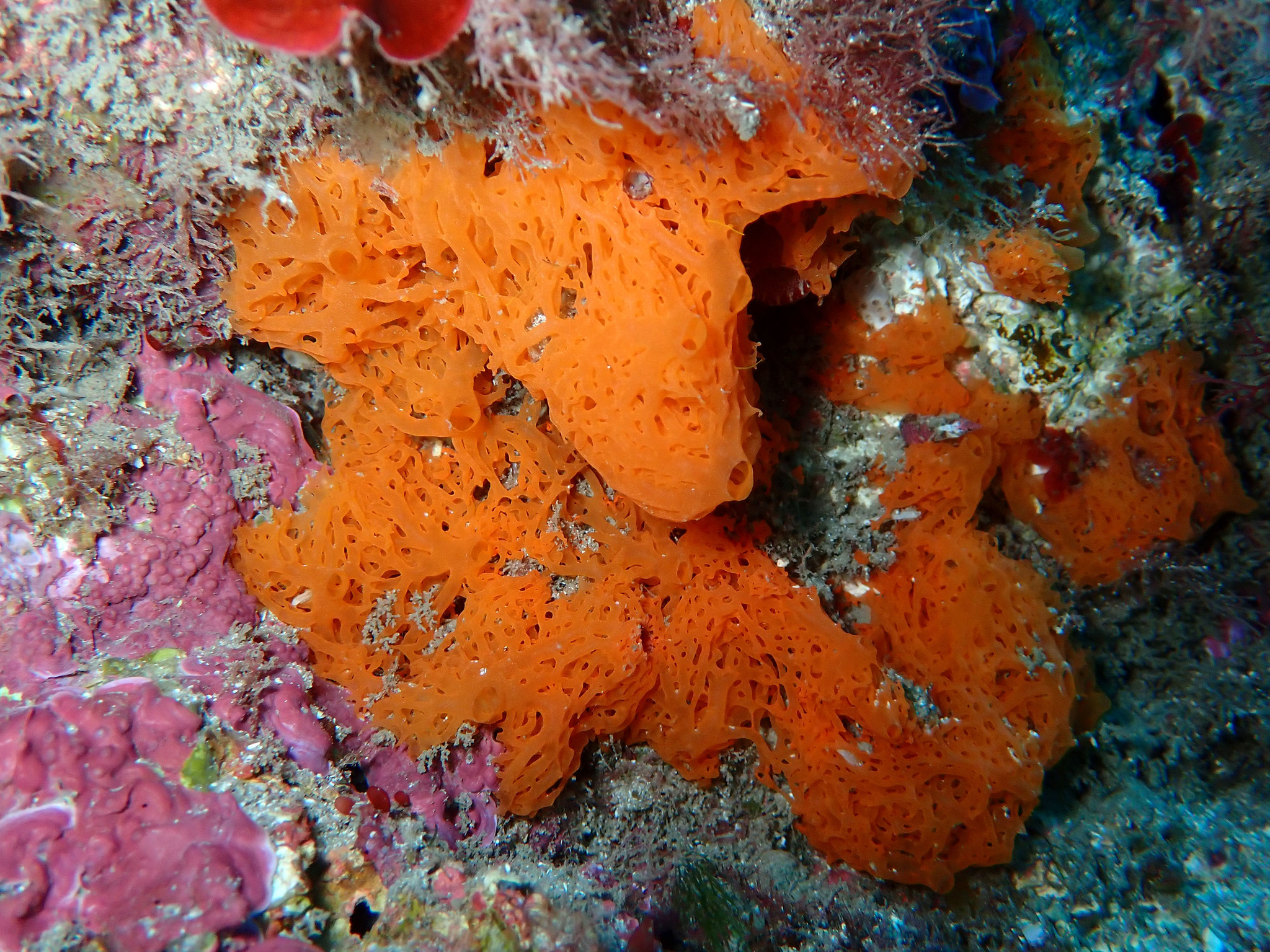 Clathrina rubra Sarà, 1958
