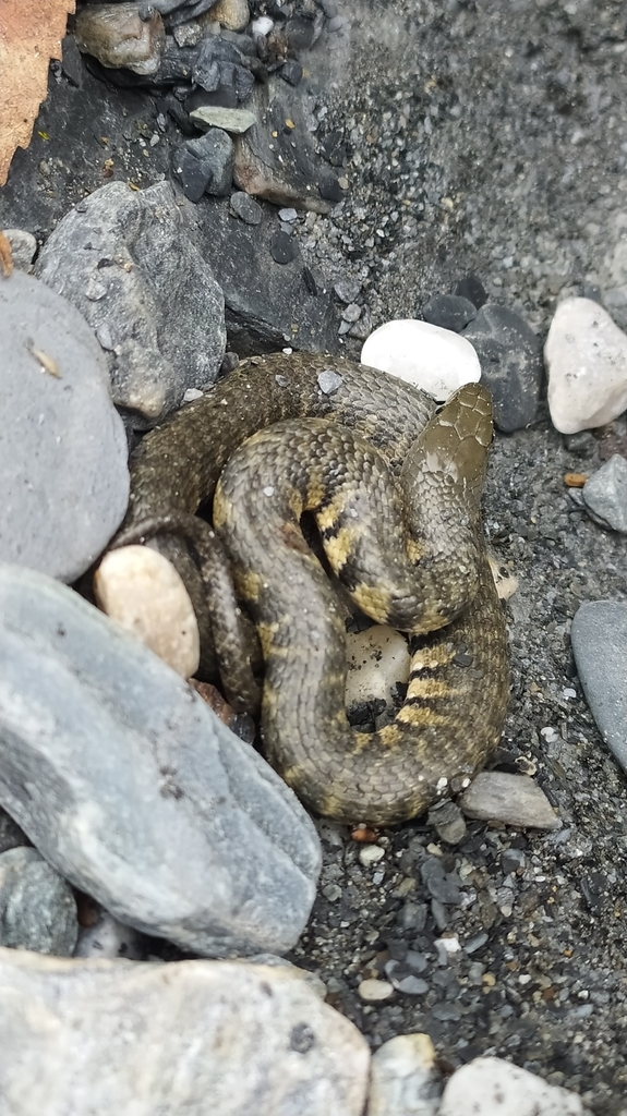 Eastern Water Snake in December 2021 by Smile Taiwan · iNaturalist