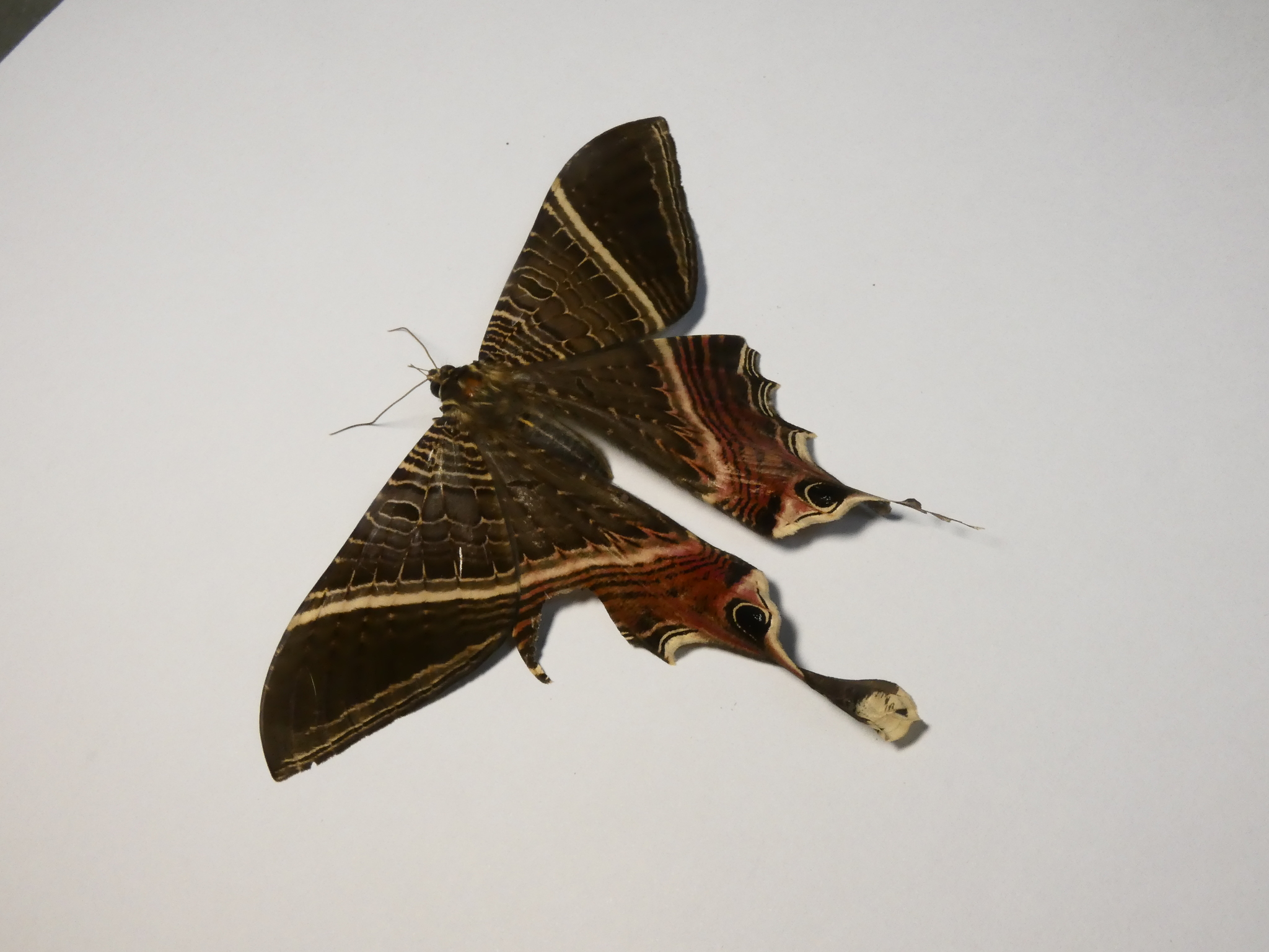 Nothus lunus Linnaeus, 1758