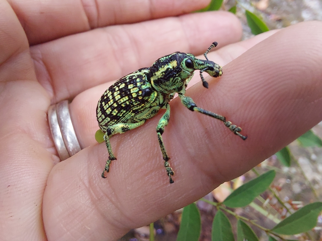 Botany Bay Diamond Weevil from Clumber QLD 4309, Australia on January ...