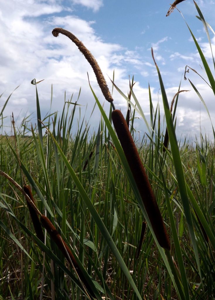 narrow-leaved cattail from Shchuchansky District, Kurgan Oblast, Russia ...