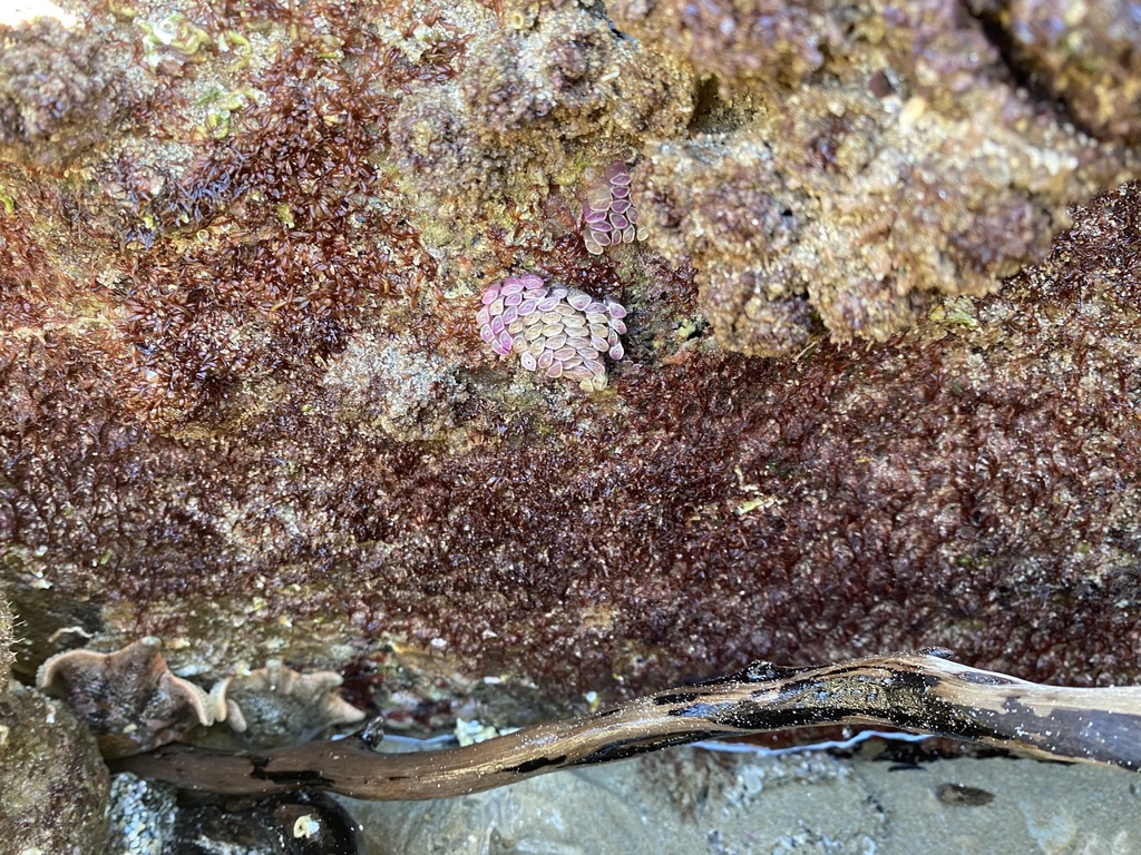 Cart-Rut Shell from Wilsons Promontory National Park, Wilsons ...