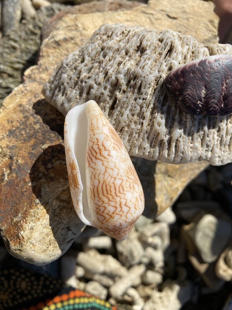 Textile Cone from Coral Sea, Mount Rooper, QLD, AU on January 01, 2022 ...
