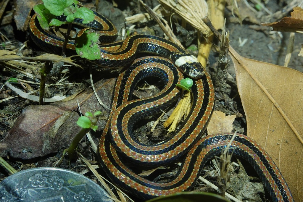 Taiwan Coral Snake from Pingtung County, Taiwan on August 28, 2021 at ...