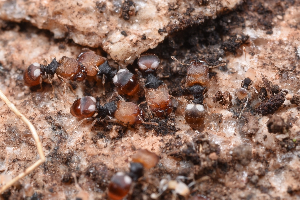 Big-headed Ants from Fitzroy Island QLD 4871, Australia on August 11 ...