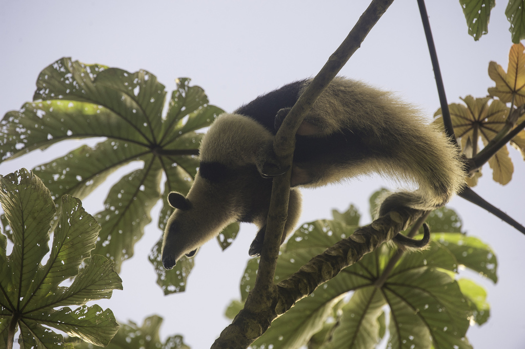 Northern Tamandua from Guanacaste Province, Costa Rica on December 30 ...